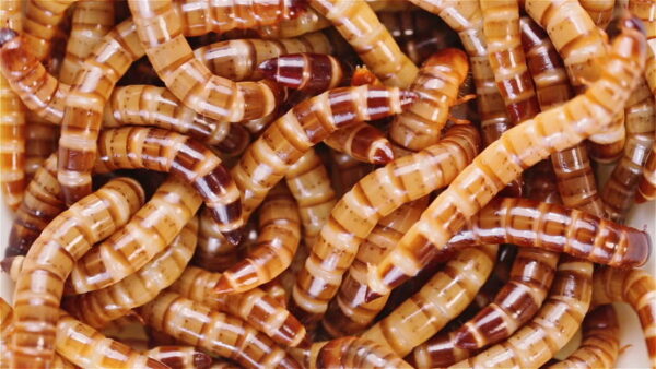 Large Superworms - 1.5-2" - TC INSECTS