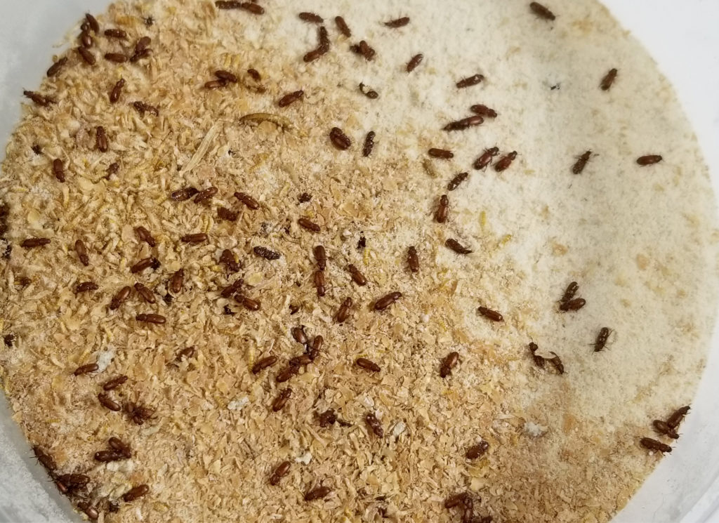 Rice Flour Beetles (Tribolium confusum) - TC INSECTS