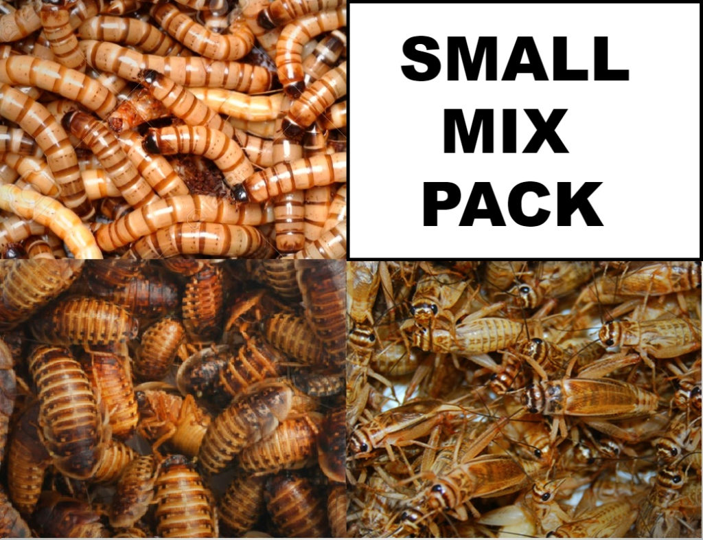 Small Mix Pack: Large Size Insects - TC INSECTS