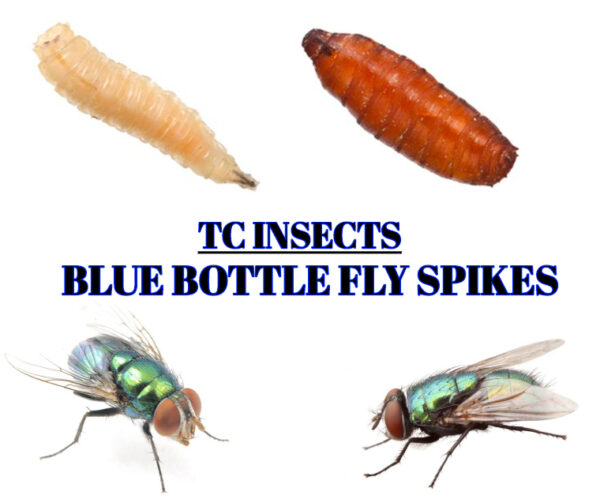 SPIKES 200 Count - TC INSECTS