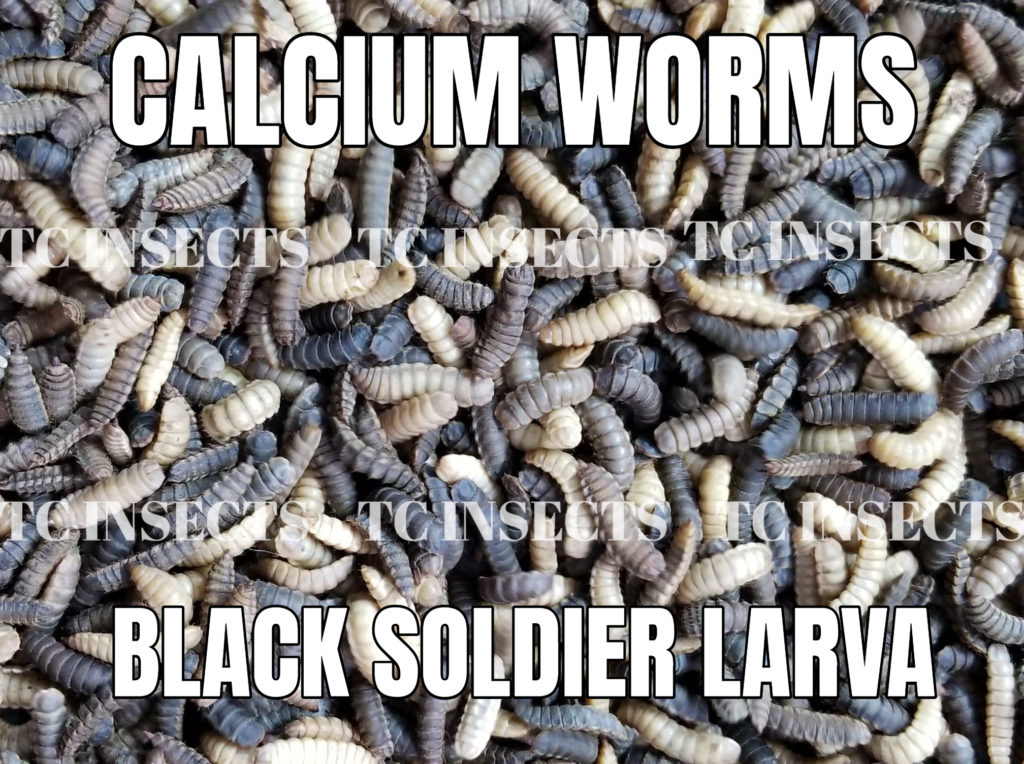 Black Soldier Fly Larva - Small - 100 count - TC INSECTS