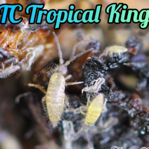 Springtails, Tropical White (Collembola sp.) – TCINSECTS