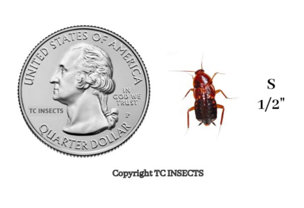 Small | 1/2" | Red Runner Roaches - TC INSECTS