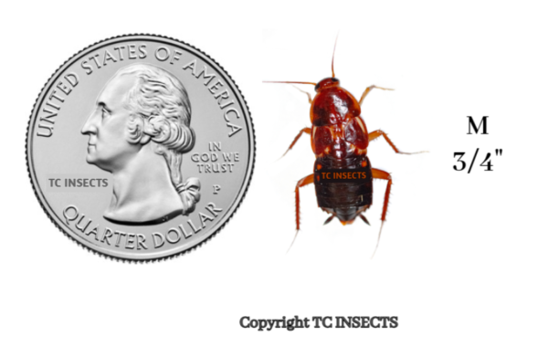 Medium | 3/4" | Red Runner Roaches - TC INSECTS