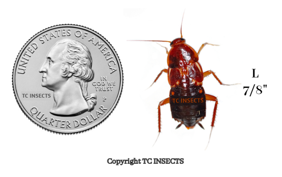 Wholesale: 7/8" | Red Runner Roaches - TC INSECTS