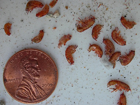 10ct Land Shrimp Culture "Jumping Isopod" - TC INSECTS