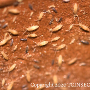 Springtails For Sale | $7.99 Up | Buy at TCINSECTS.COM