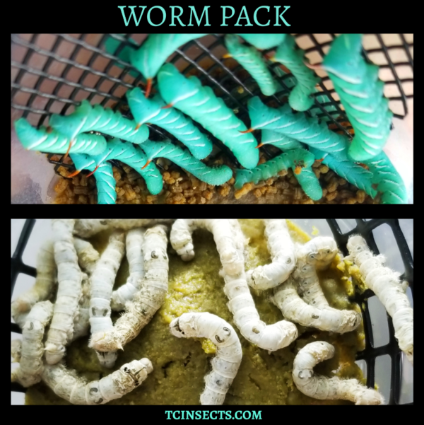 WORM PACK | 25ct - Silkworms | 25ct - Hornworms - TC INSECTS