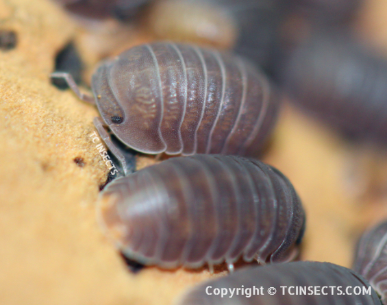 Cubaris Murina "Little Sea" Isopods - TC INSECTS