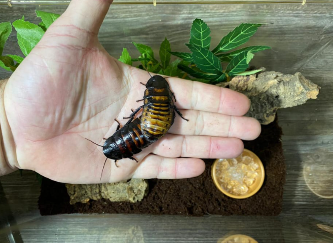Gromphadorhina portentosa "Madagascar Hissing Cockroach" - TC INSECTS