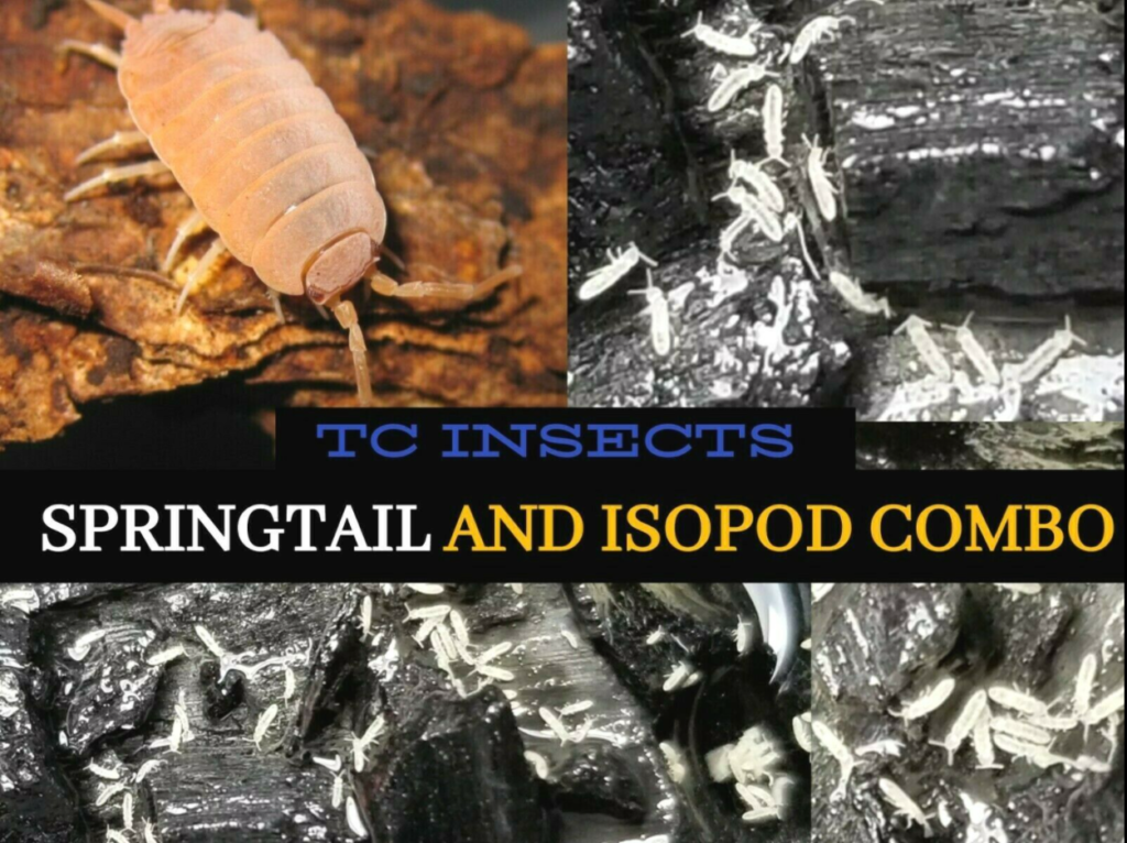 15 Powder Orange Isopods & 8oz Springtail Culture - TC INSECTS
