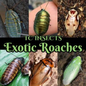 Exotic Insects | Bioactive Insects For Sale » TC INSECTS
