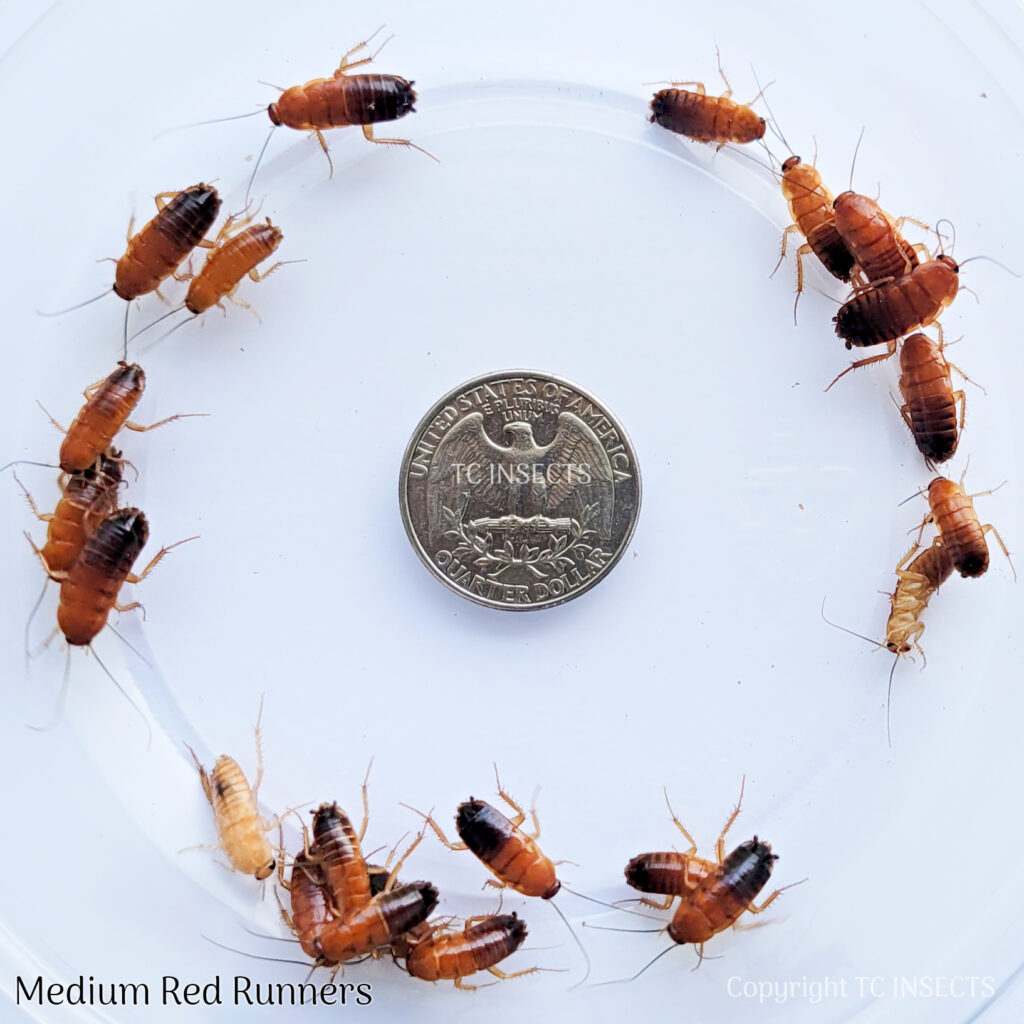 Medium | 3/4" | Red Runner Roaches - TC INSECTS