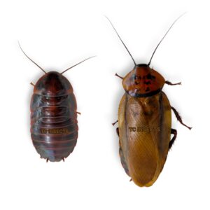 Exotic Roaches For Sale | Deals and Combos | TC INSECTS