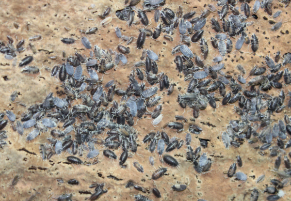 Porcellionides Pruinosus "Powder Oreo Crumble" Isopods - TC INSECTS