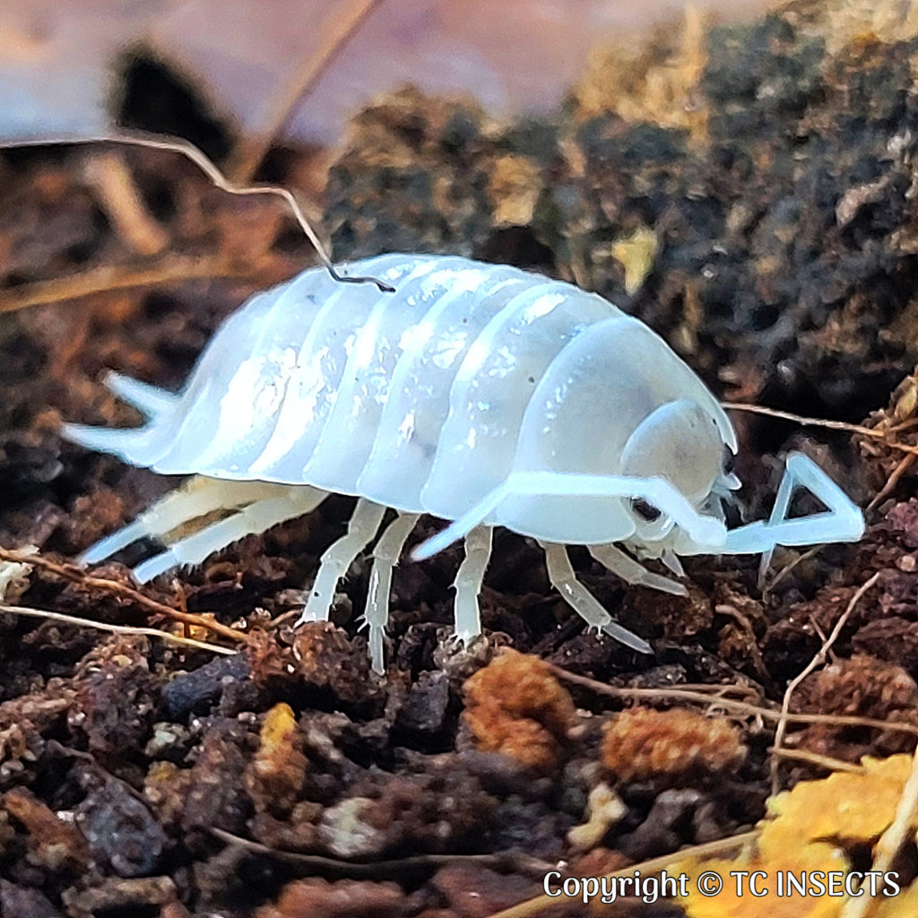Porcellio laevis - "White" Isopods - TC INSECTS