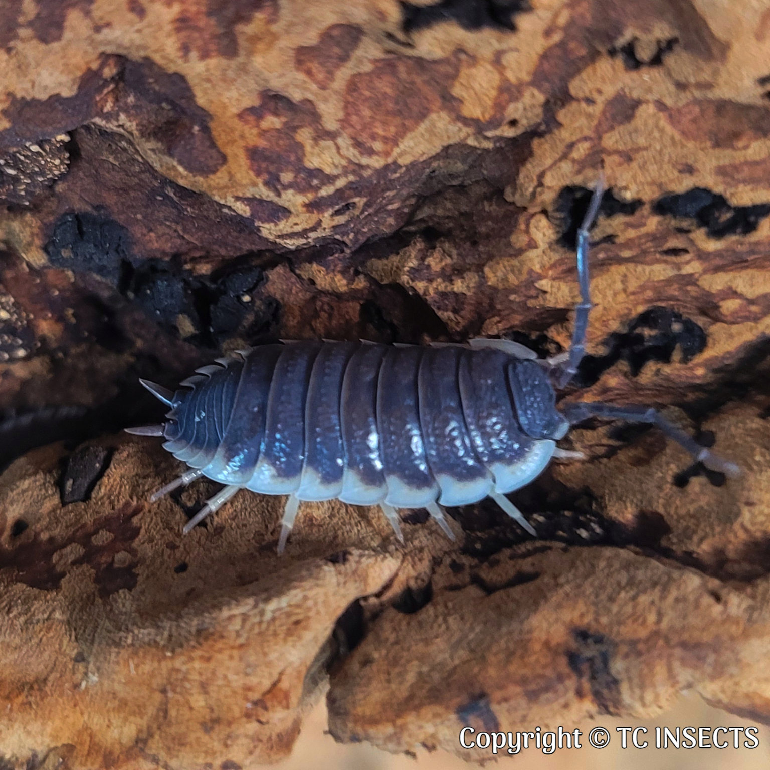 Porcellio Sp. - "Sevilla" Isopods - TC INSECTS