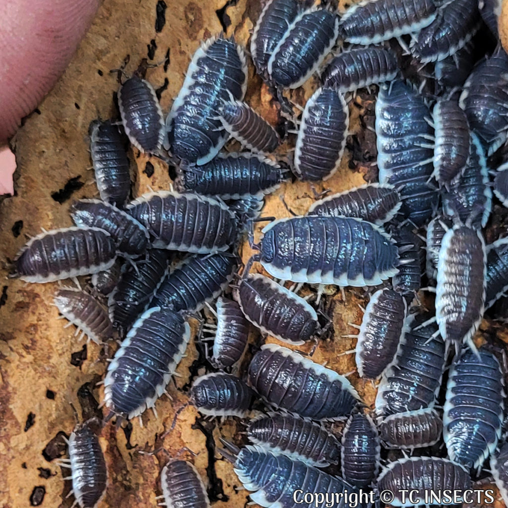 Porcellio Sp. - "Sevilla" Isopods - TC INSECTS