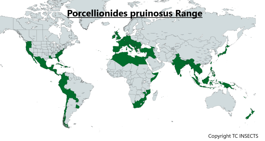 Porcellionides Pruinosus "Powder Blue" Isopods - TC INSECTS