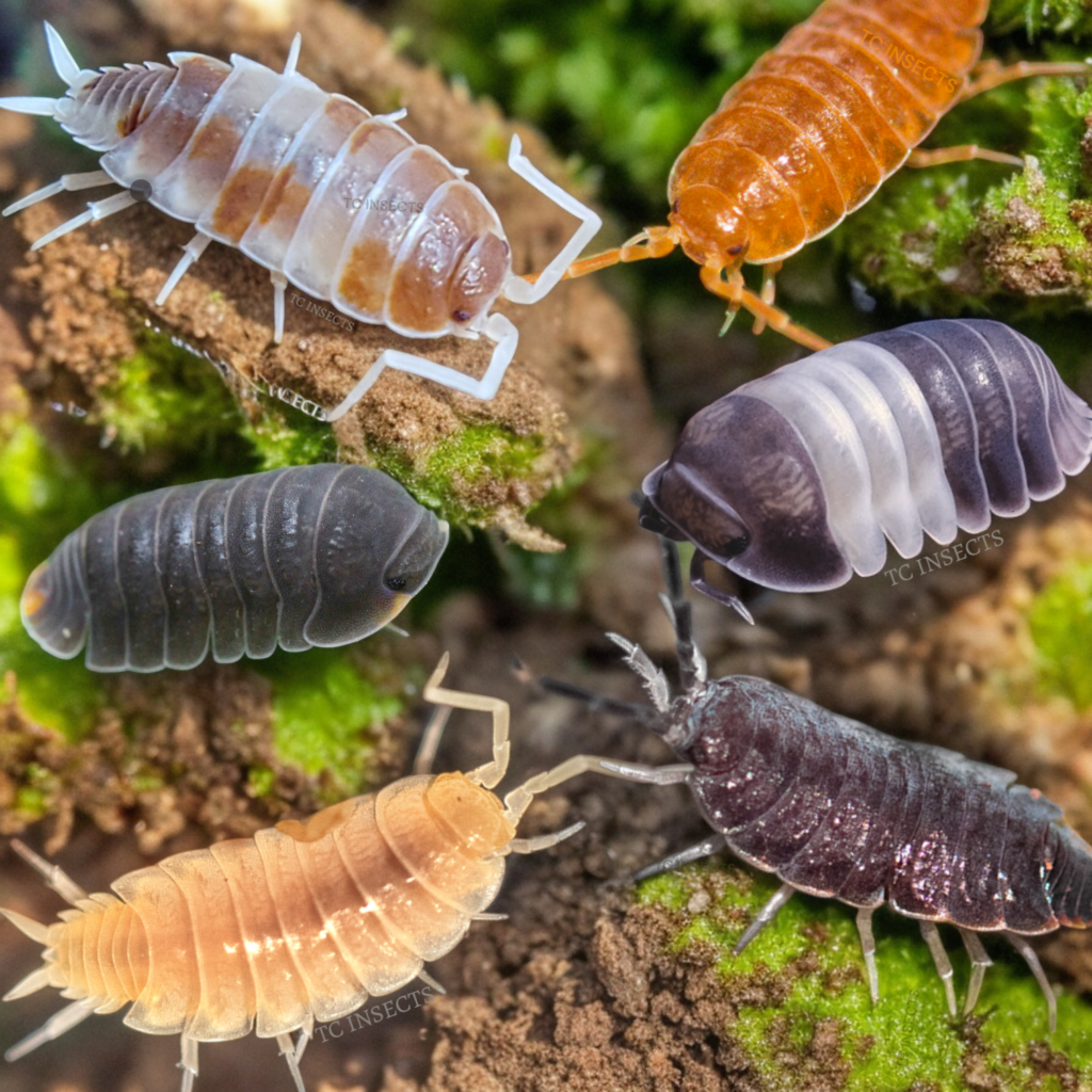 Bioactive Isopods - Mega Mix Value Pack - TC INSECTS