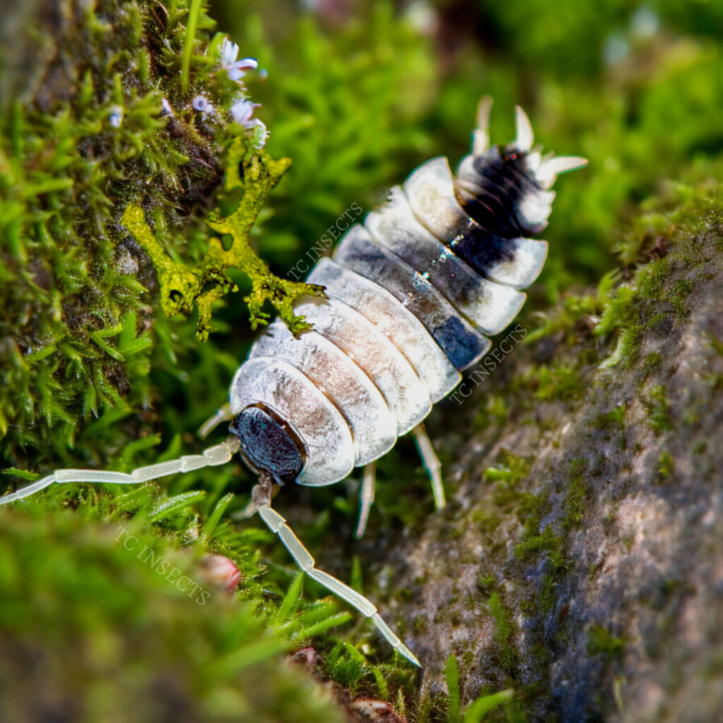 Porcellionides Pruinosus "Powder Oreo Crumble" Isopods - TC INSECTS