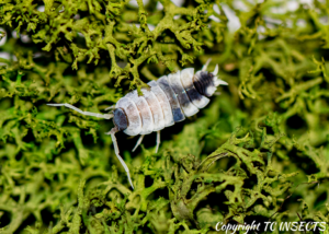 Porcellionides Pruinosus "Powder Oreo Crumble" Isopods - TC INSECTS