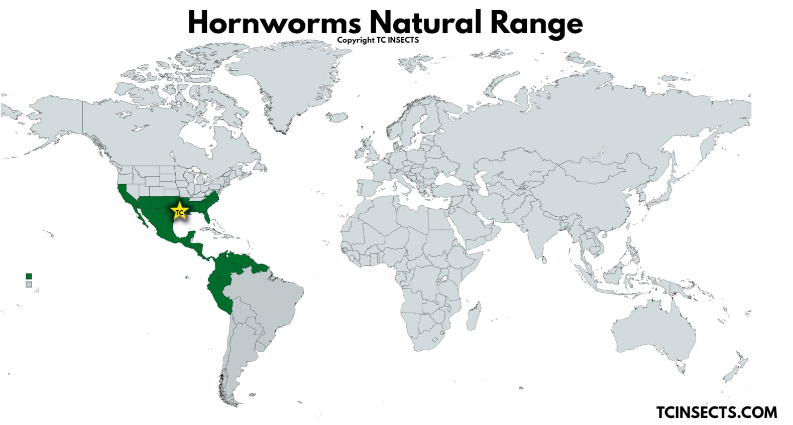 Hornworms For Sale - TC INSECTS