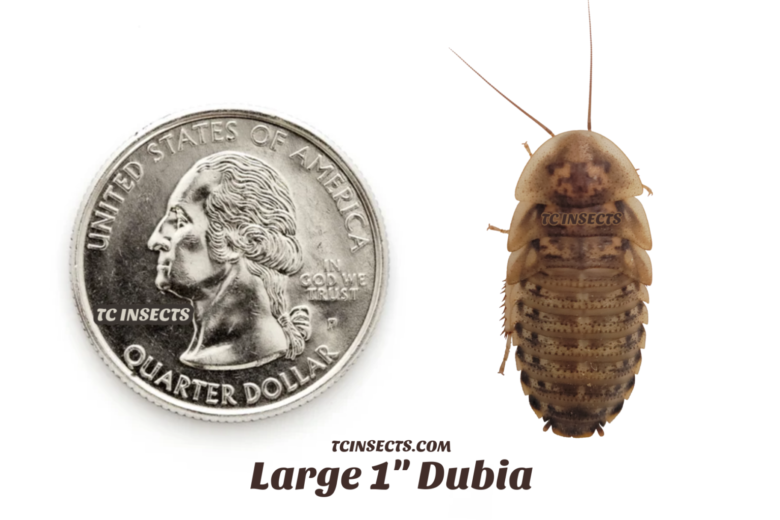 Dubia Roaches, Large, 1 inch (Blaptica dubia) - TC INSECTS