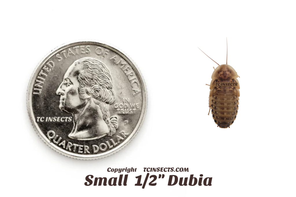 Dubia Roaches, Small, 1/2 inch (Blaptica dubia) - TC INSECTS