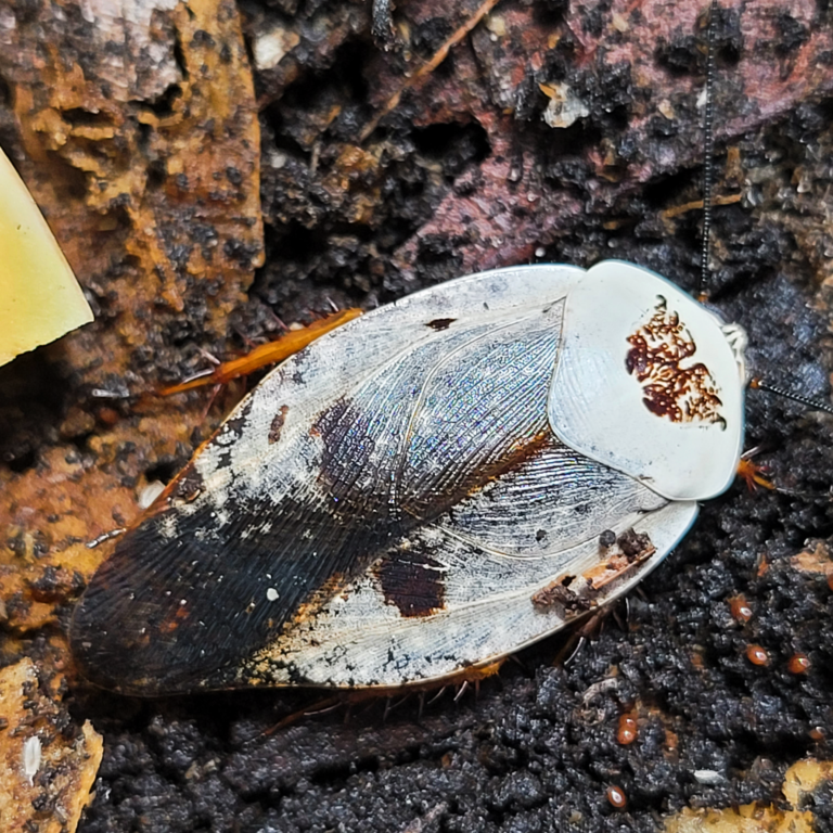 Gyna caffrorum 'Chrome' Roach" - TC INSECTS