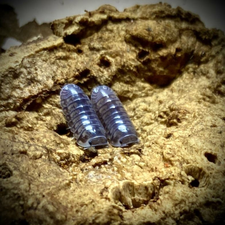 Cubaris Sp. 'Platinum Ducky' - TC INSECTS