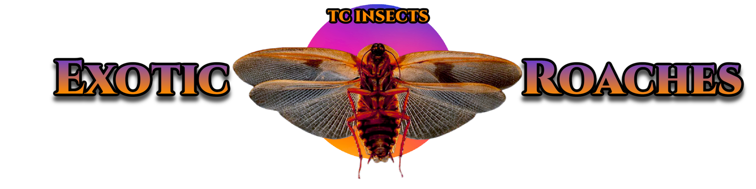 Exotic Roaches For Sale | Deals and Combos | TC INSECTS