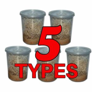 Buy Fruit Flies for Sale » Cultures, Kits, Multiple Species