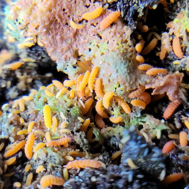 Yuukianura Aphoruroides | Asian Orange Springtails - TC INSECTS