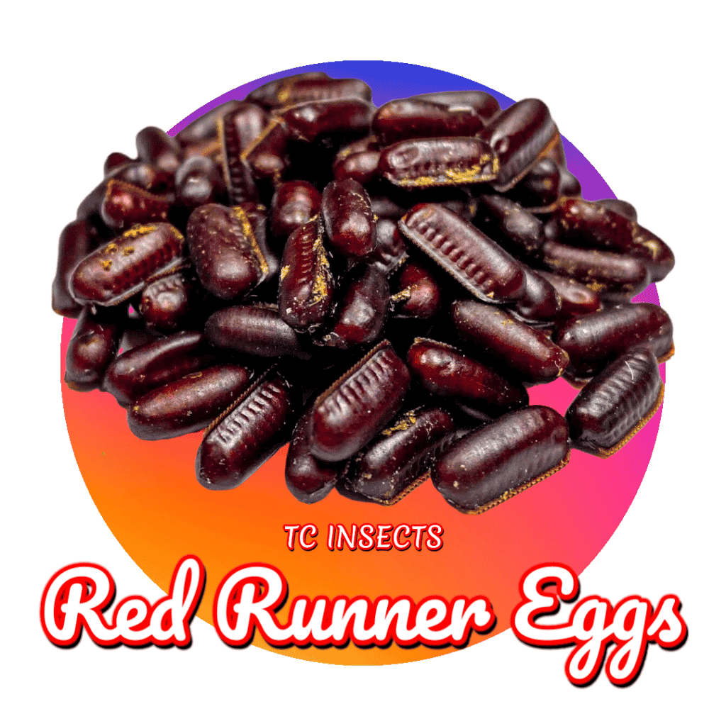 Red Runner Eggs - TC INSECTS