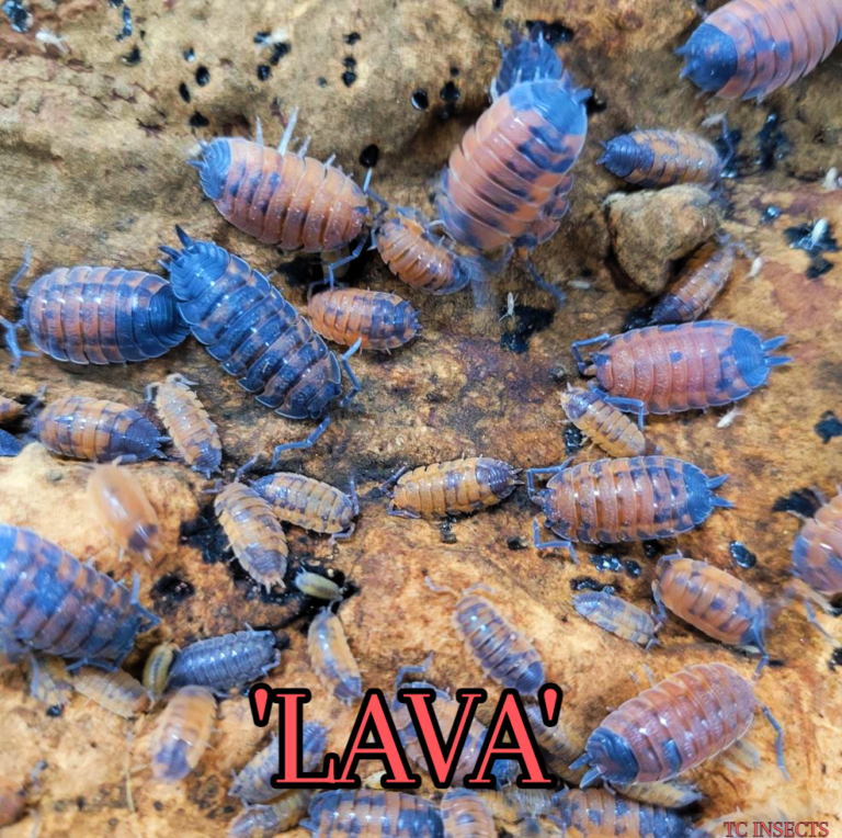Porcellio scaber 'lava' - TC INSECTS