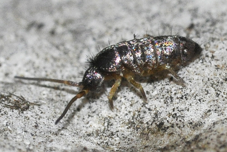 Tomocerus Vulgaris | Giant Silver Springtails - TC INSECTS