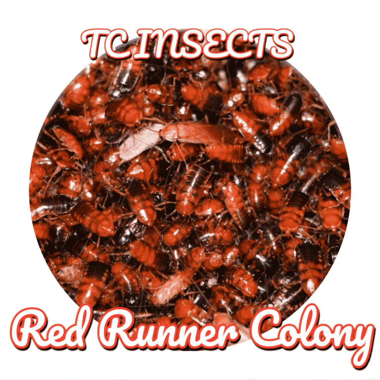Red Runner Roach Colony - TC INSECTS