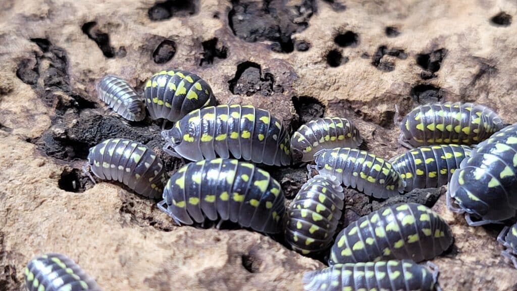 Armadillidium gestroi - TC INSECTS