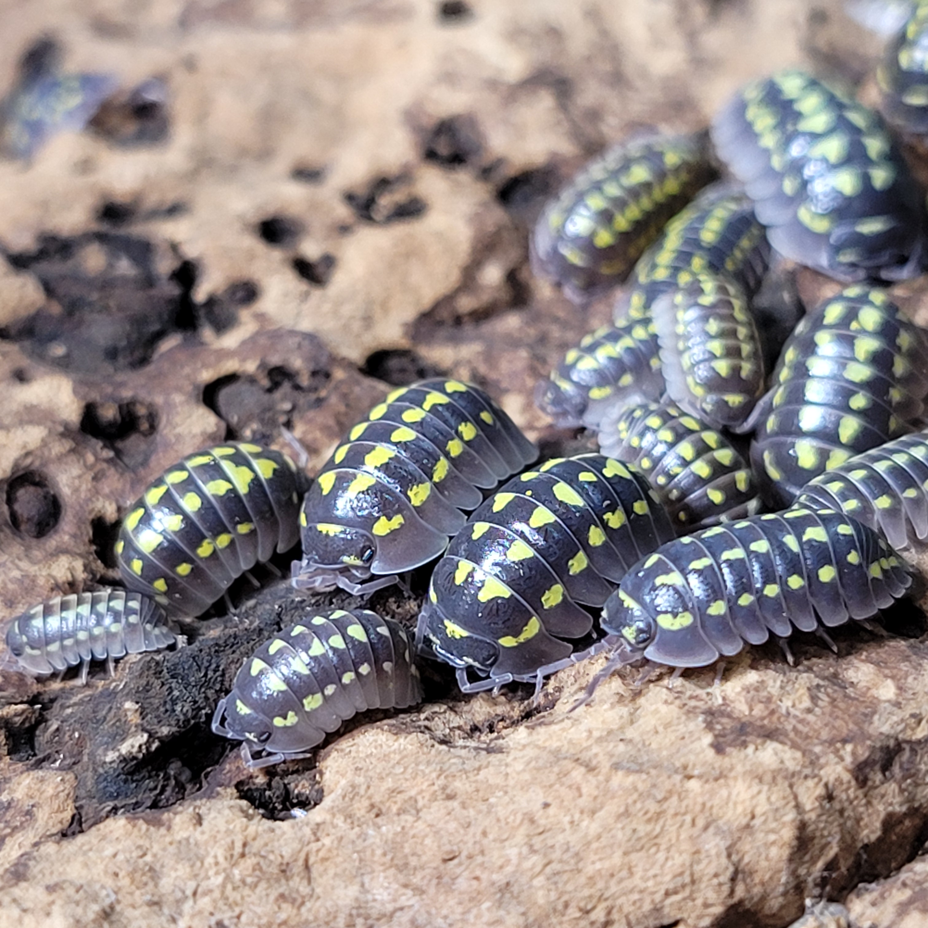 Armadillidium gestroi - TC INSECTS
