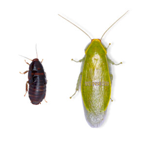 Exotic Roaches For Sale | Deals and Combos | TC INSECTS