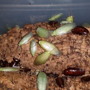 Exotic Roaches For Sale | Deals and Combos | TC INSECTS