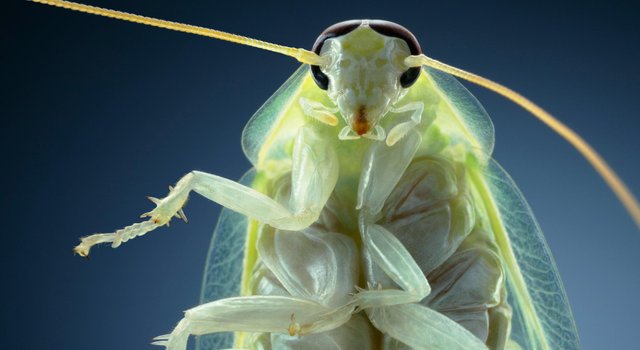 Panchlora nivea "Green Banana Roach" - TC INSECTS