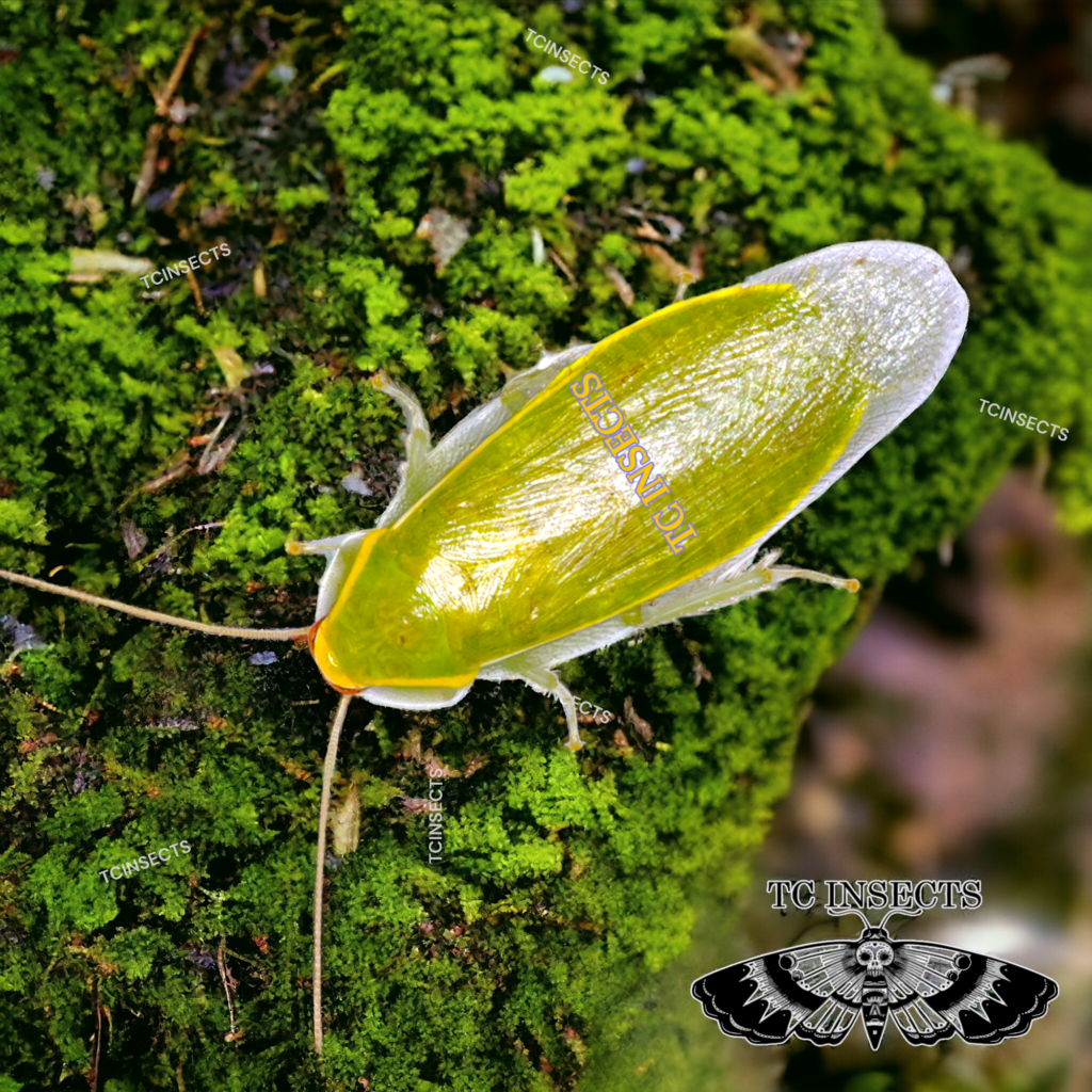 Panchlora nivea "Green Banana Roach" - TC INSECTS