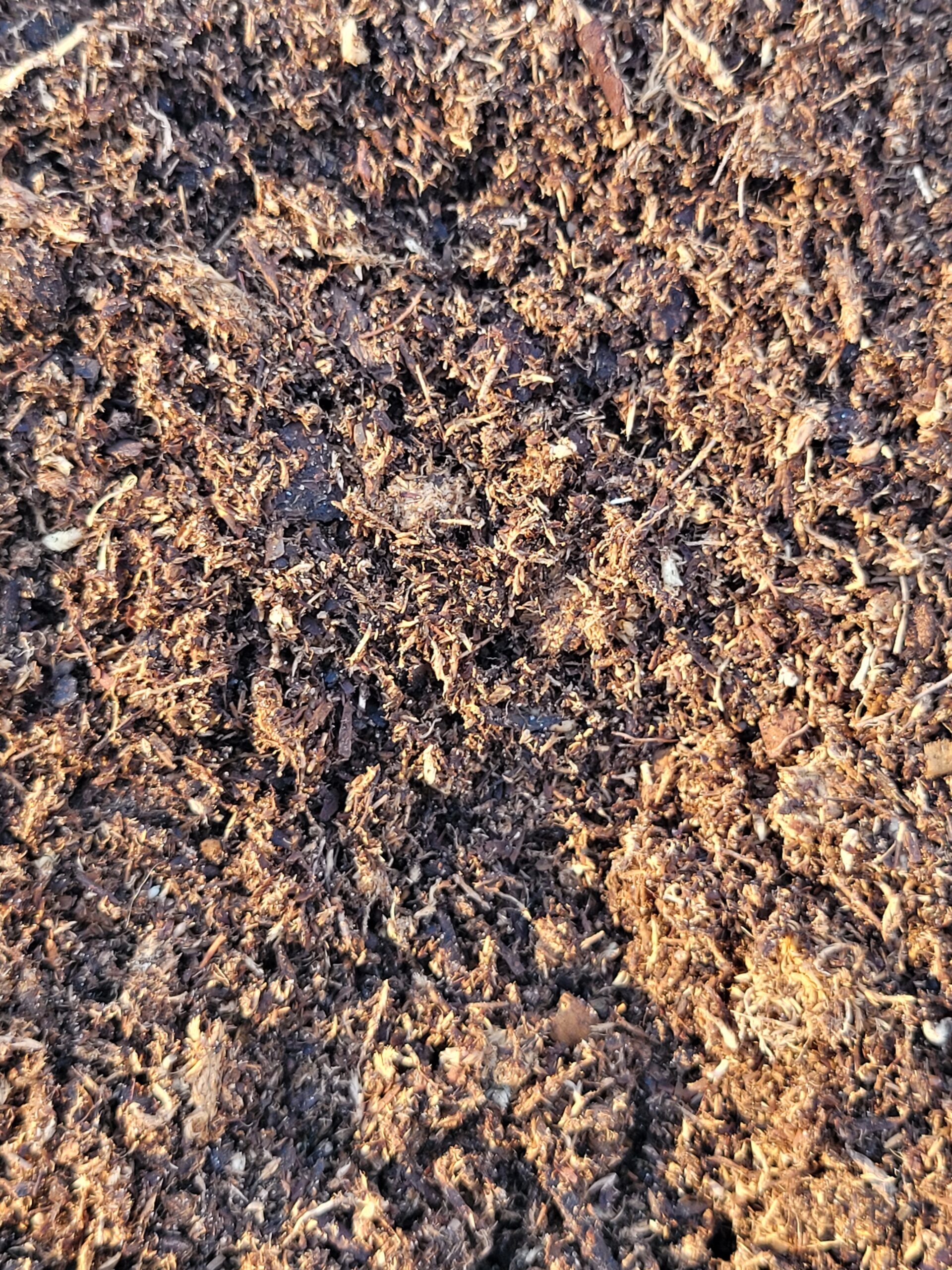 Premium Isopod Substrate - TC INSECTS