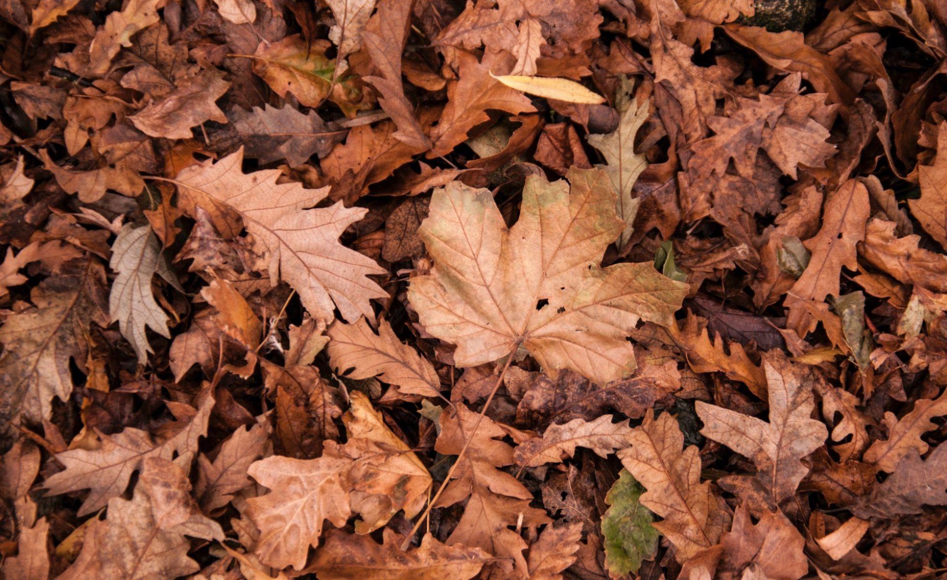 Assorted Hardwood Leaf Litter - TC INSECTS
