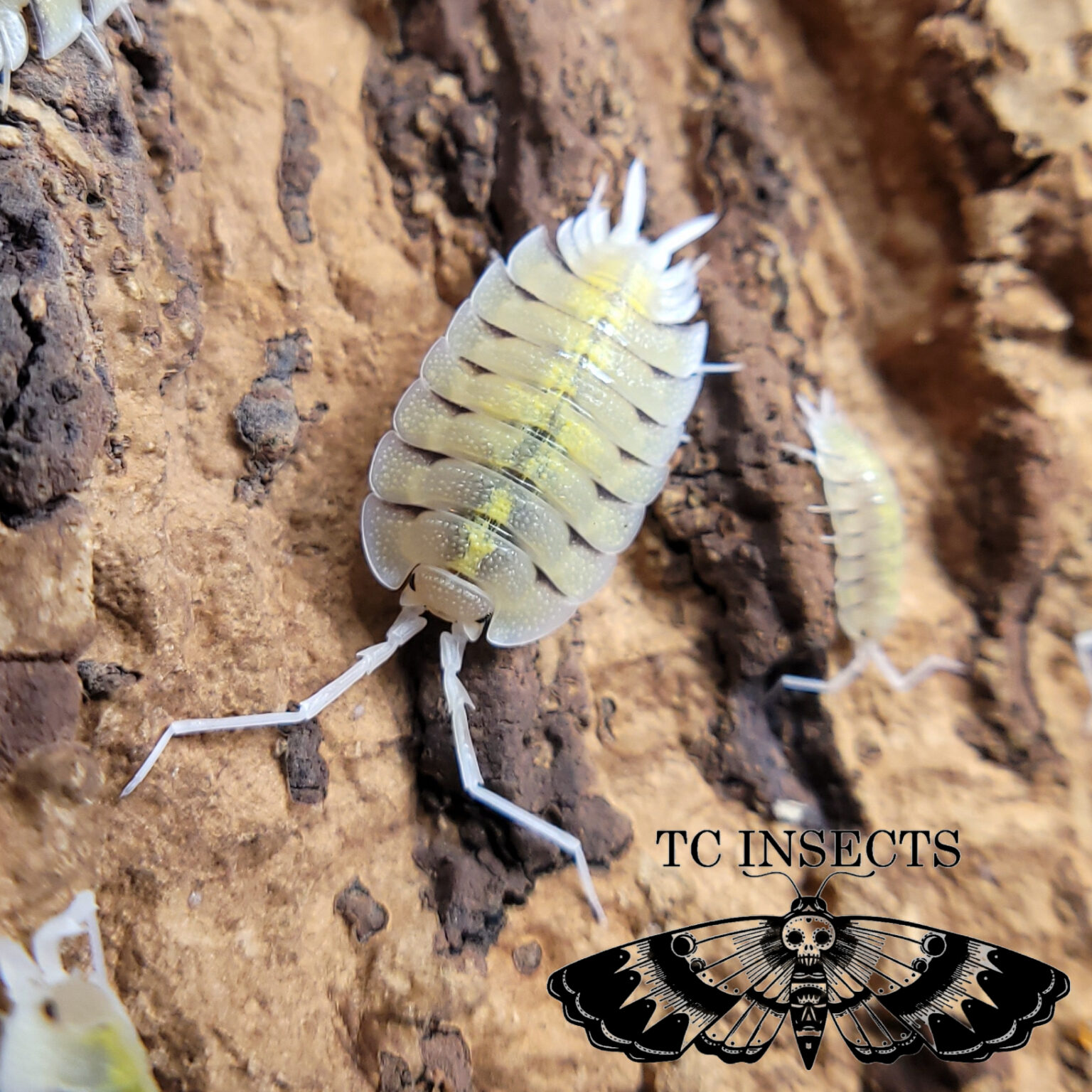 Porcellio Sp. Bolivari - TC INSECTS