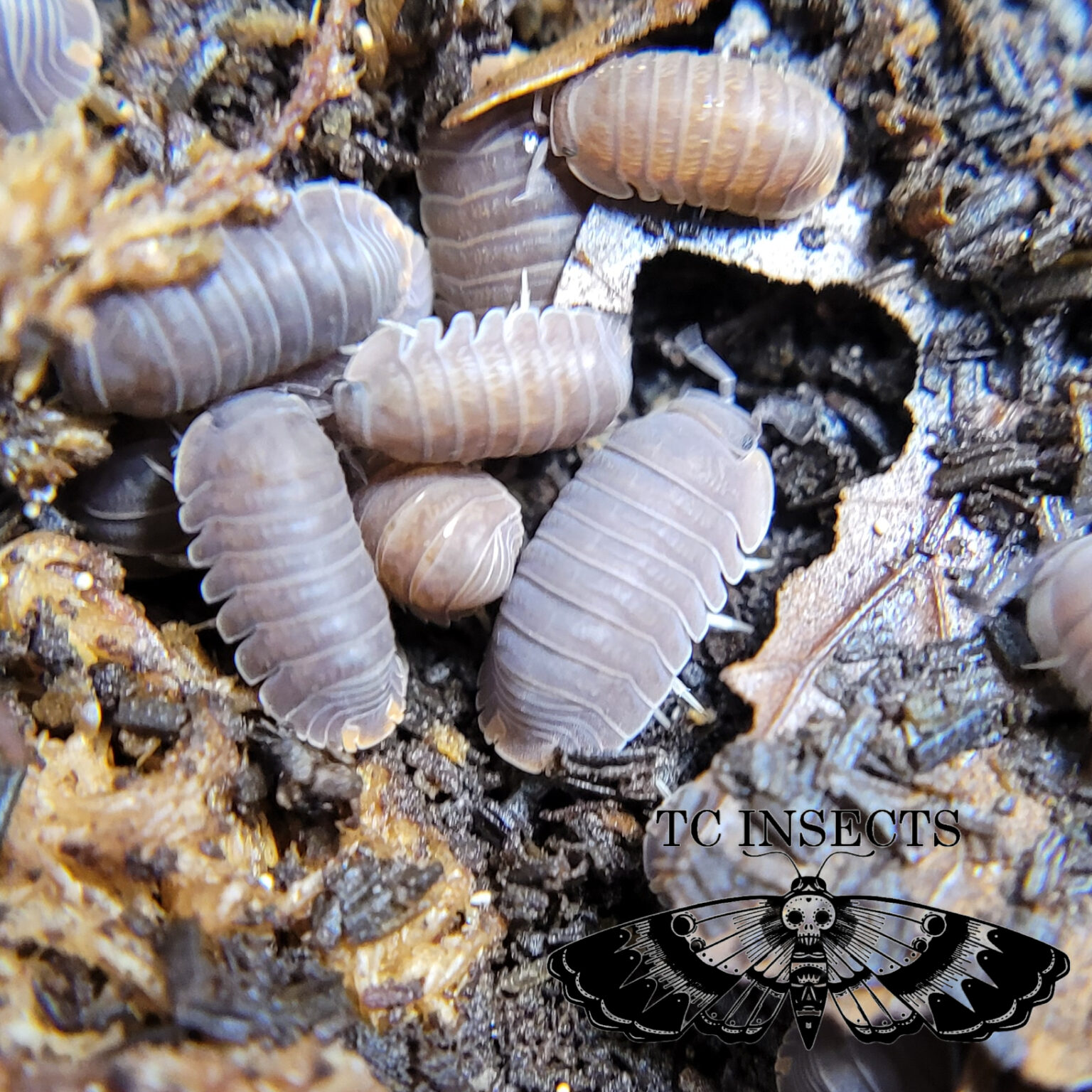 Cubaris Sp. Borneo - TC INSECTS