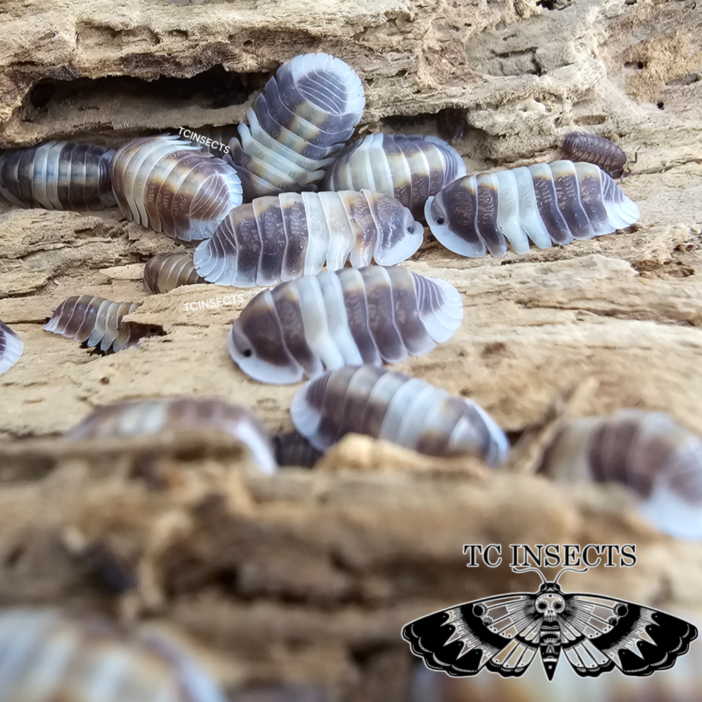 Cubaris Sp. Cappuccino - TC INSECTS