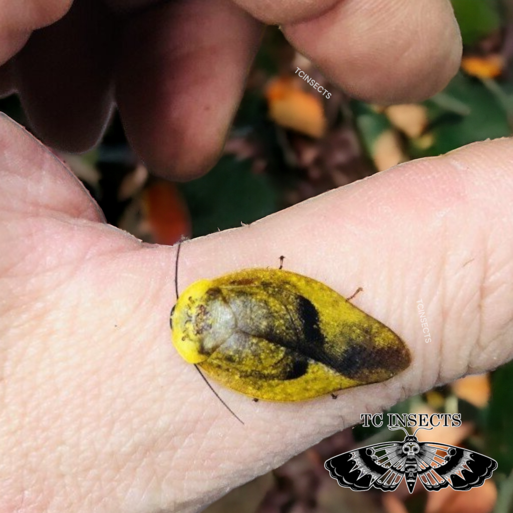 Gyna lurida 'Yellow' Roaches - TC INSECTS
